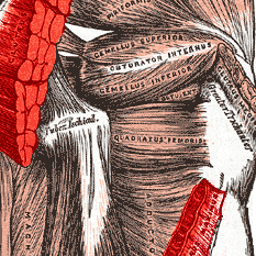 UC Davis Mathematics :: Home